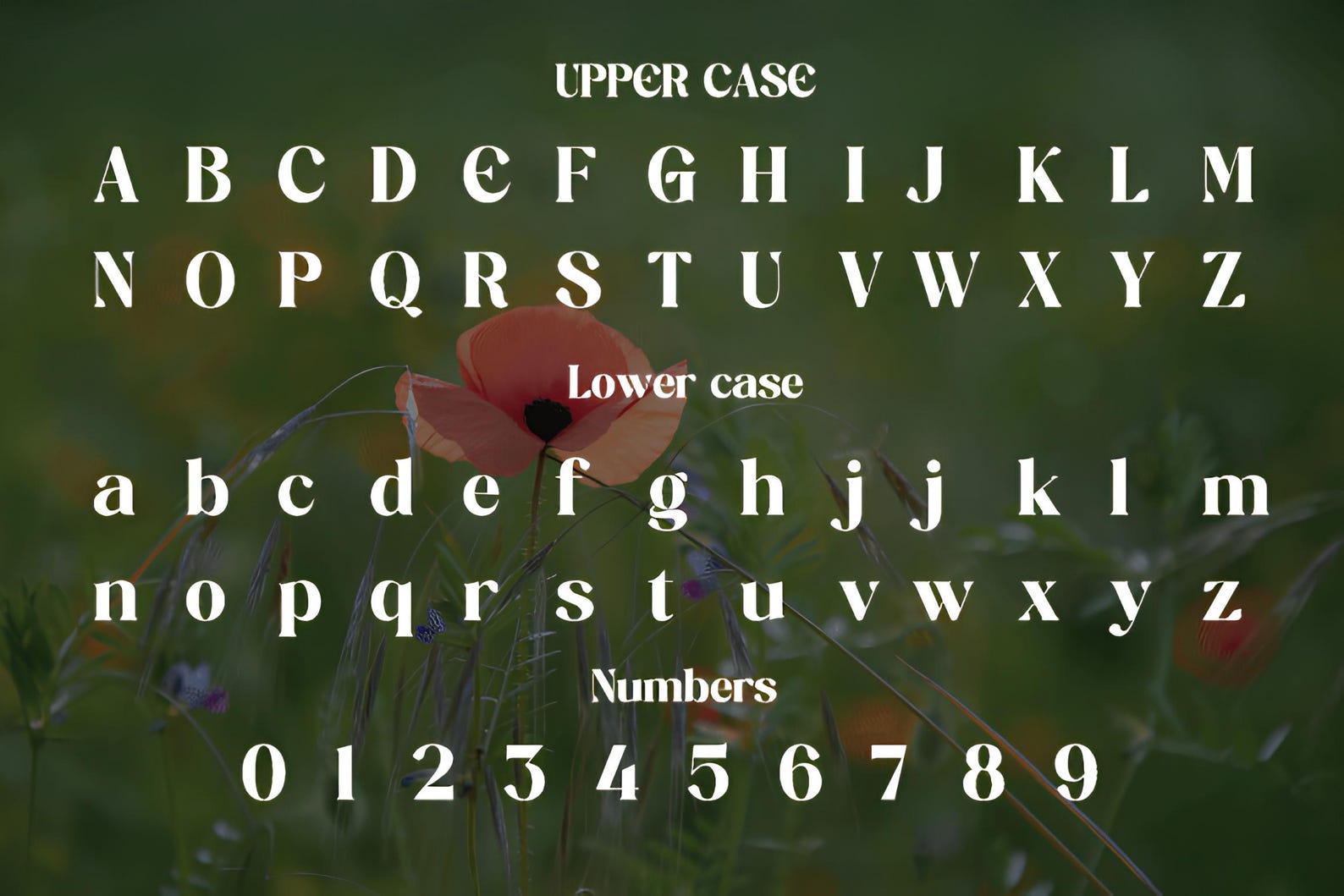 Across Font - Serif Font, Modern Font, Stylish Font, Classy Fonts, Logo ...