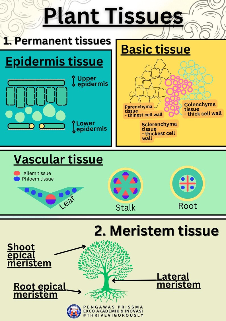 Science Poster : Plant Tissue Organization [canva Template] - Etsy