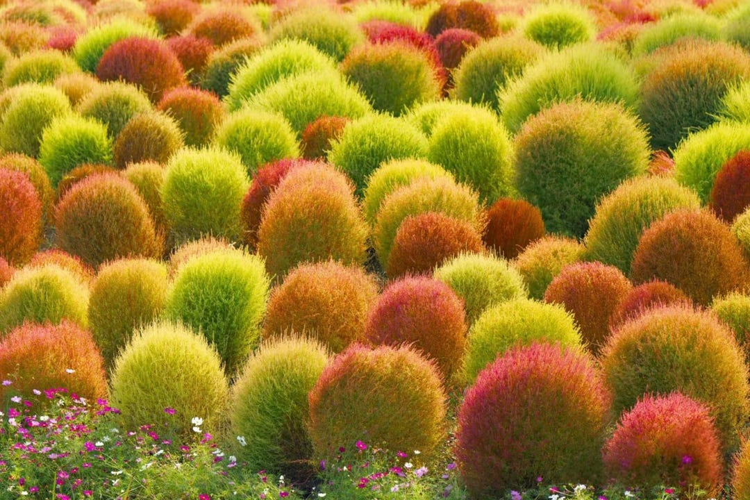 100 Rainbow Fireweed Seeds | Spectacular Color-changing Kochia | Easy ...