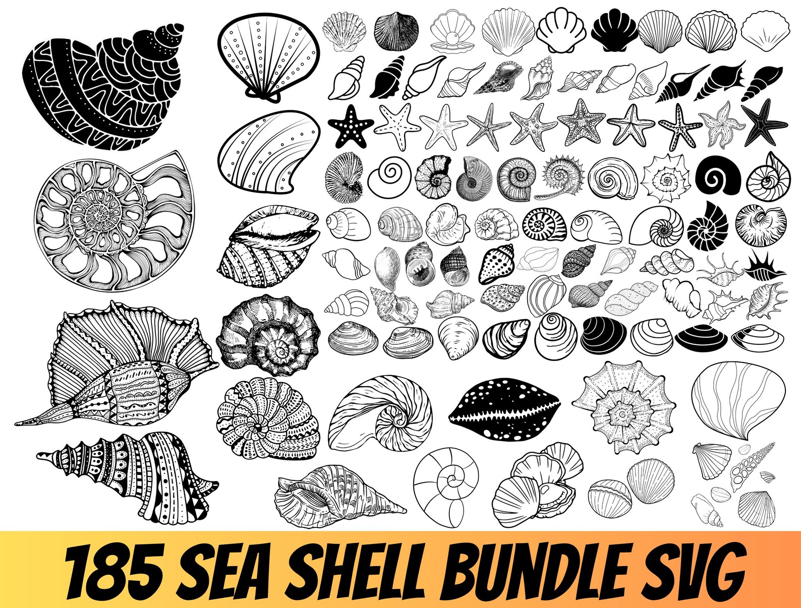Sea Shell SVG Bundle, Beach Shells Clipart (digital Download) - Etsy
