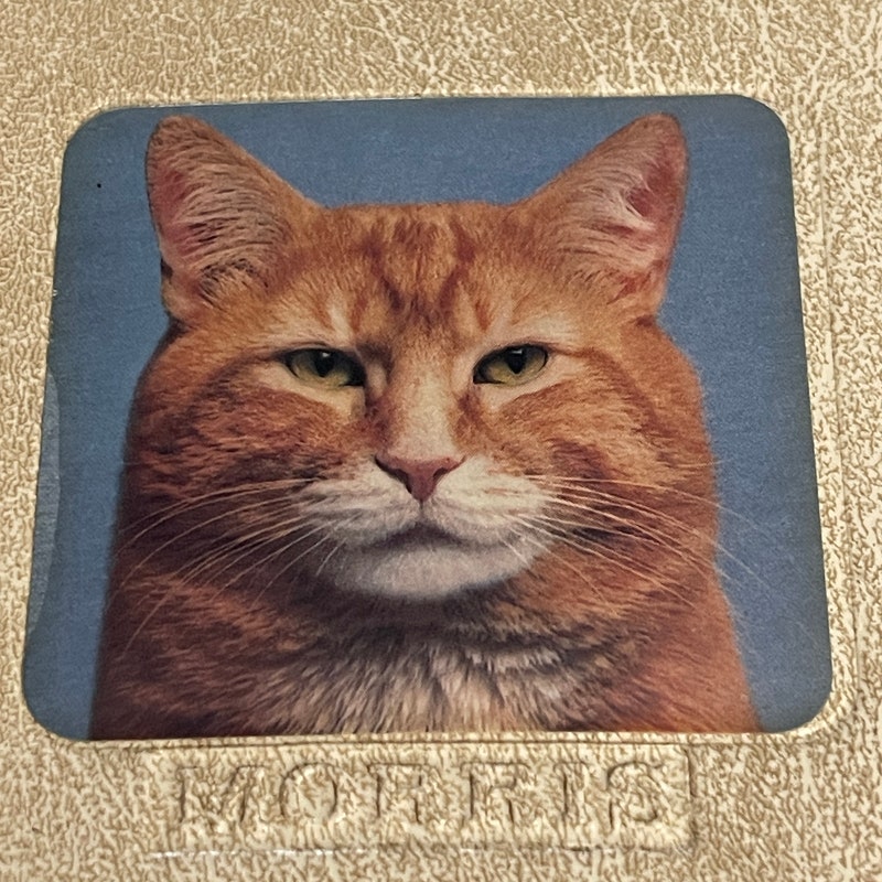 Morris the Cat - Etsy