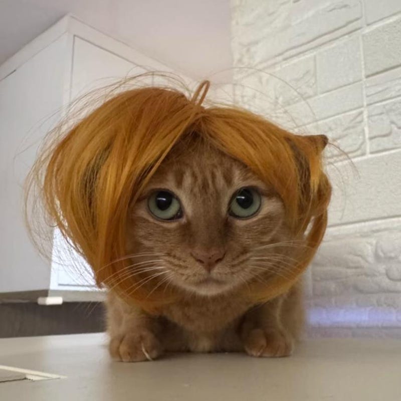 Cat Wig - Etsy