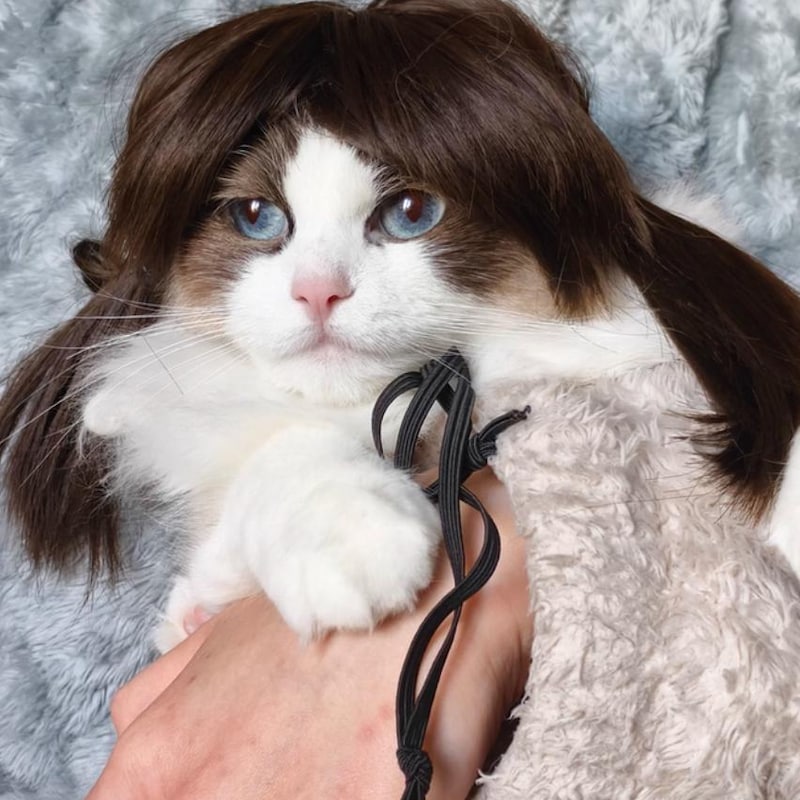 Cat Wig - Etsy