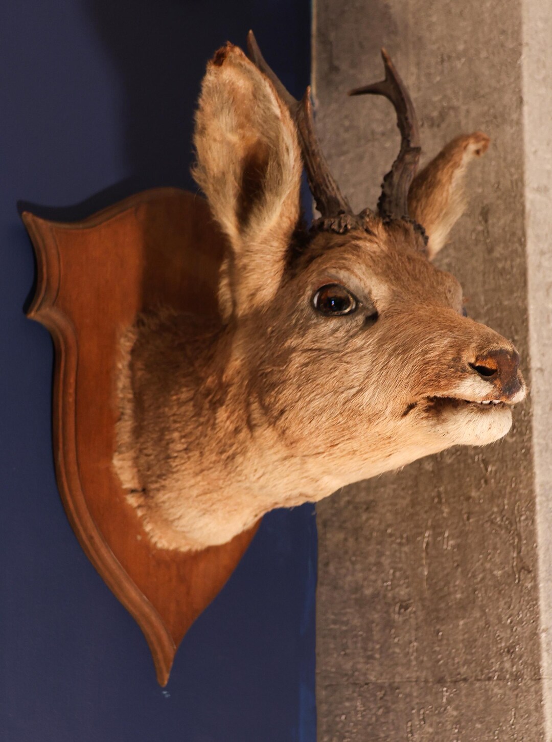 SOLD Vintage Taxidermy of a Roe Deer Mounted on Wooden Shield. 37cm ...