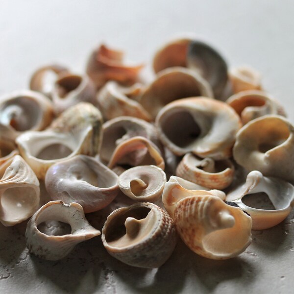 Sea Shell Supply - Etsy