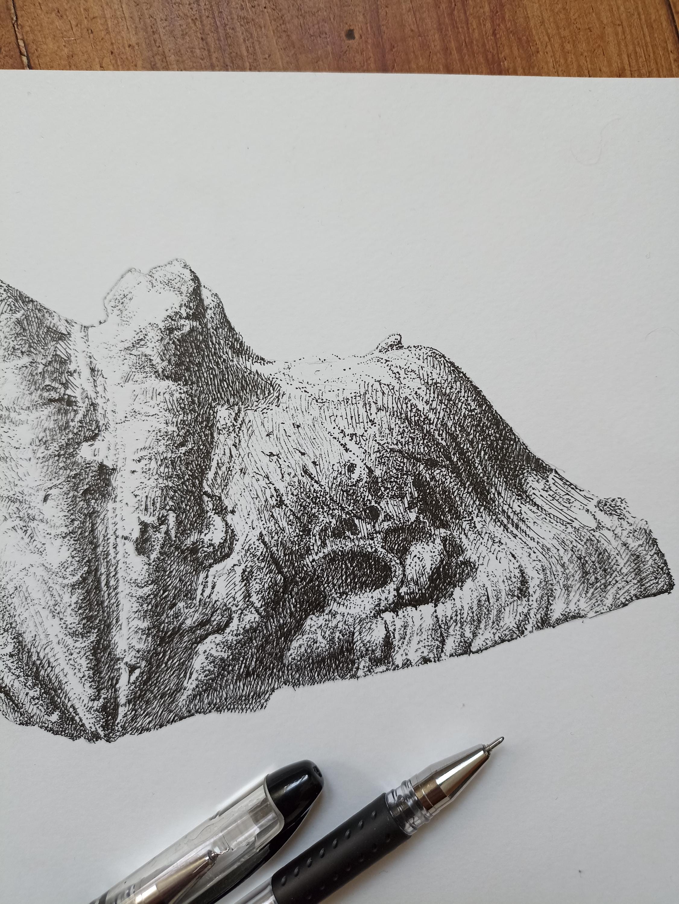 Hand Drawn Ink Sea Shell Illustration. Detailed Nautical Artwork on ...