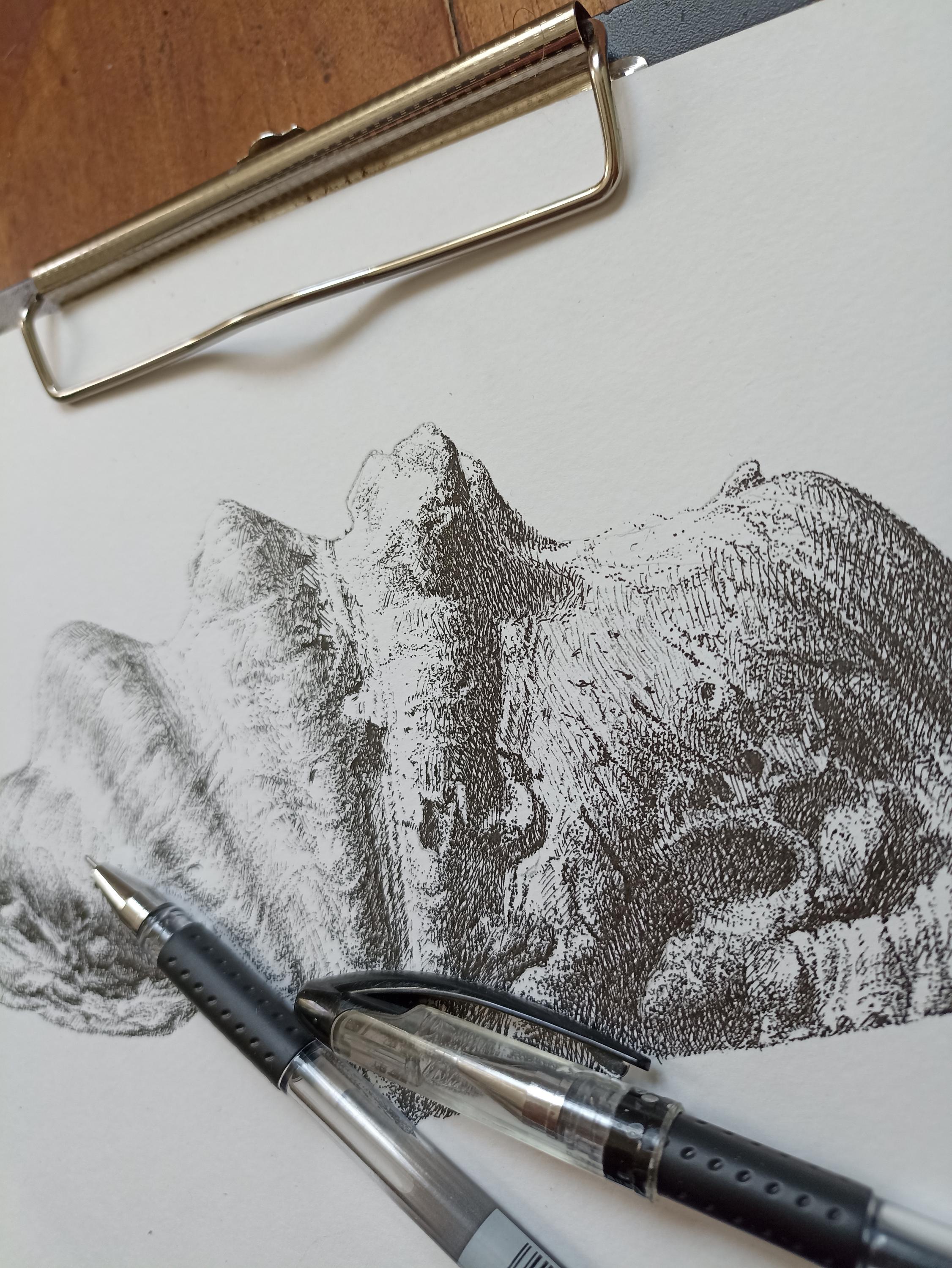 Hand Drawn Ink Sea Shell Illustration. Detailed Nautical Artwork on ...