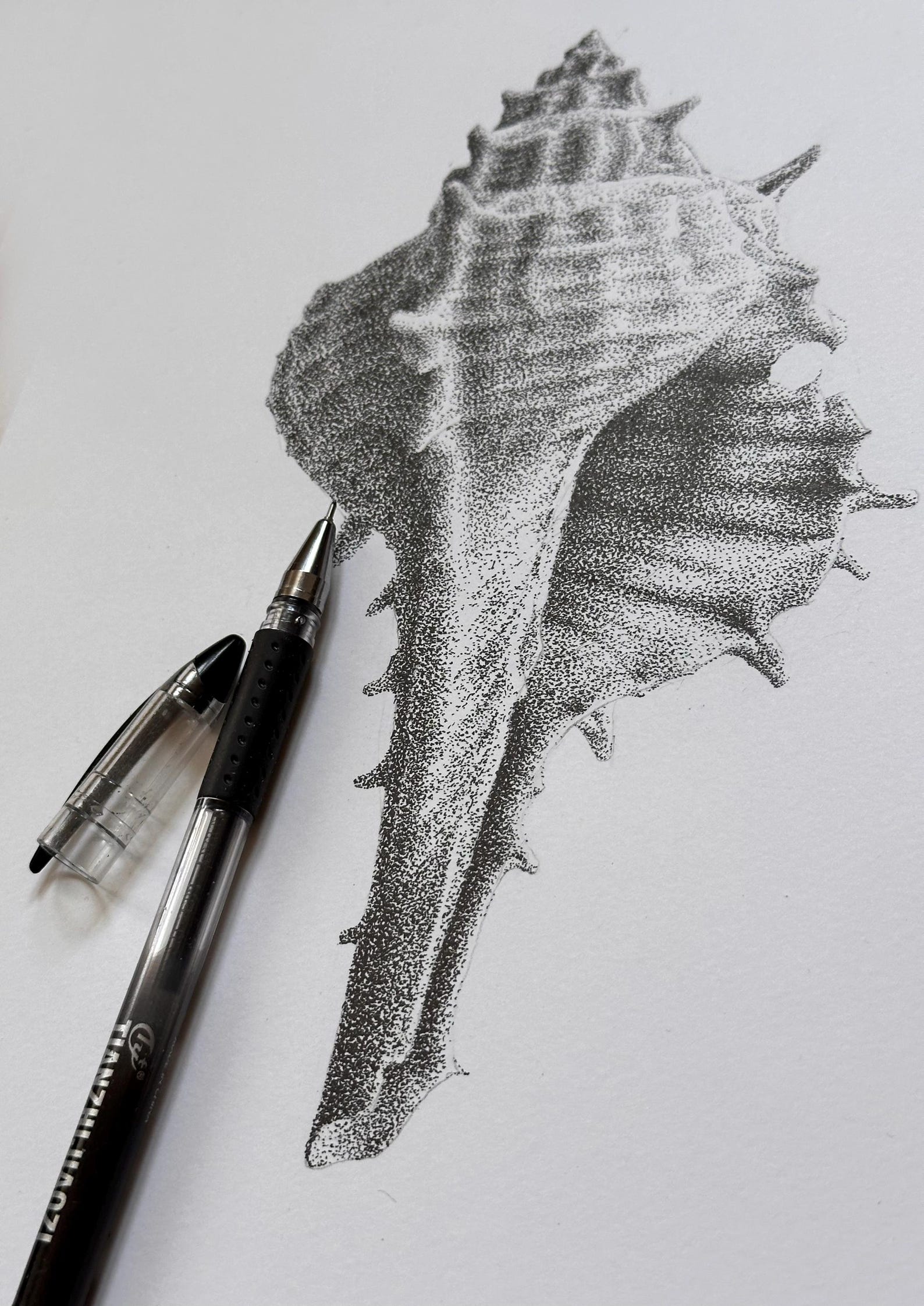 Hand Drawn Ink Sea Shell Illustration. Detailed Nautical Artwork on ...