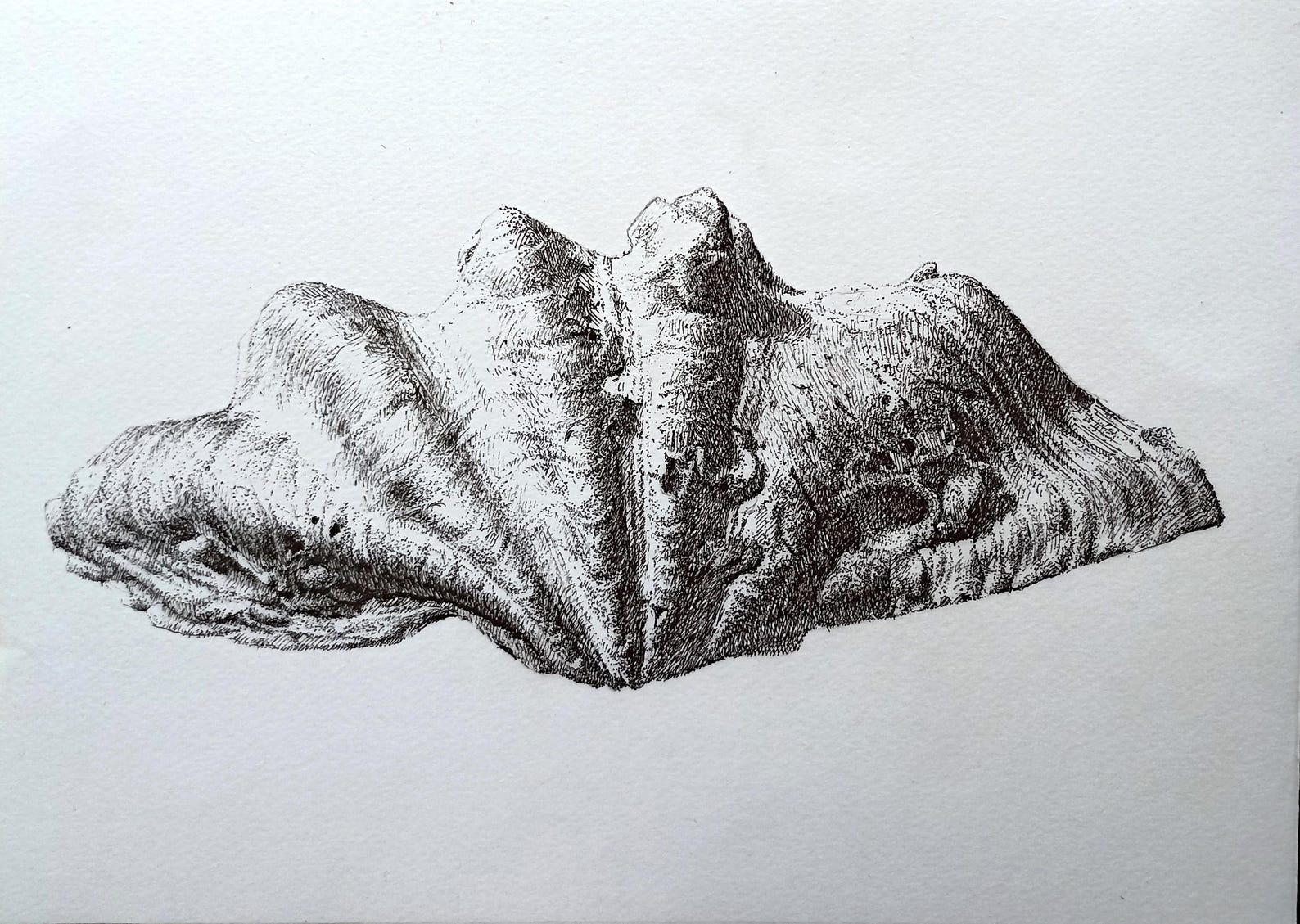 Hand Drawn Ink Sea Shell Illustration. Detailed Nautical Artwork on ...