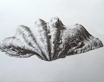 Hand Drawn Ink Sea Shell Illustration. Detailed Nautical Artwork on ...