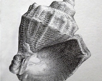 Hand Drawn Ink Sea Shell Illustration. Detailed Nautical Artwork on ...