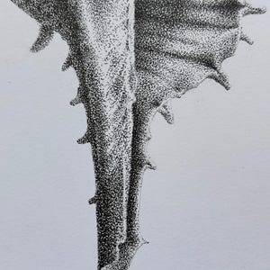 Hand Drawn Ink Sea Shell Illustration. Detailed Nautical Artwork on ...