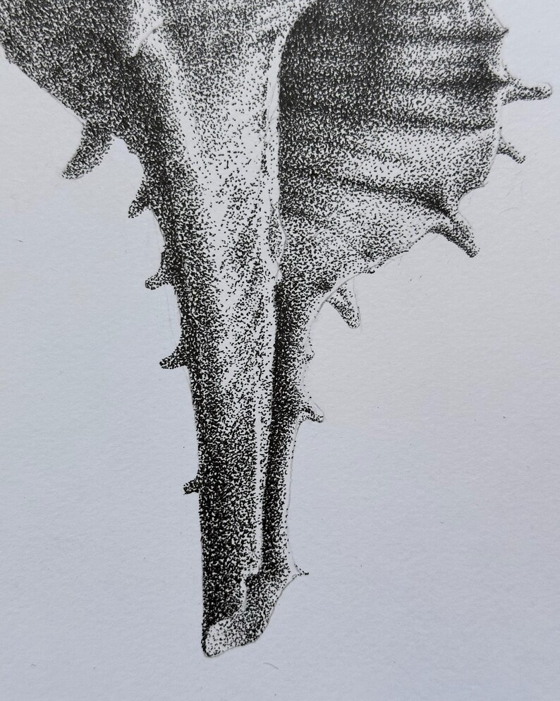 Hand Drawn Ink Sea Shell Illustration. Detailed Nautical Artwork on ...