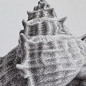 Hand Drawn Ink Sea Shell Illustration. Detailed Nautical Artwork on ...