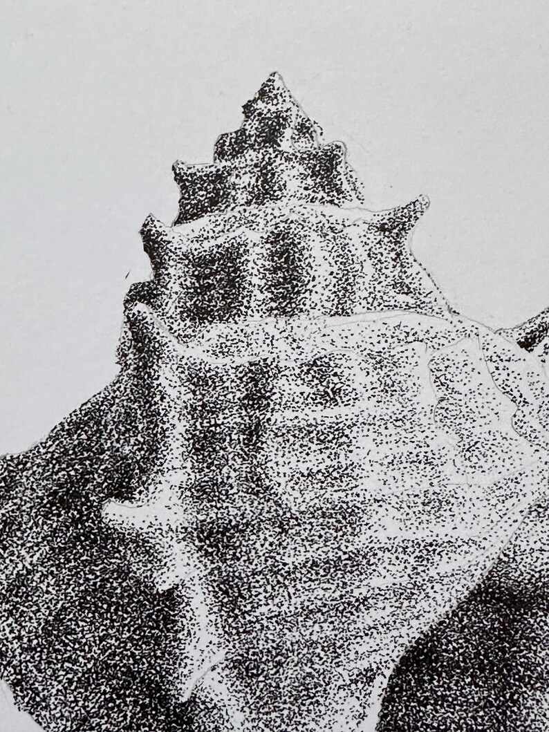 Hand Drawn Ink Sea Shell Illustration. Detailed Nautical Artwork on ...