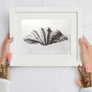 Hand Drawn Ink Sea Shell Illustration. Detailed Nautical Artwork on ...