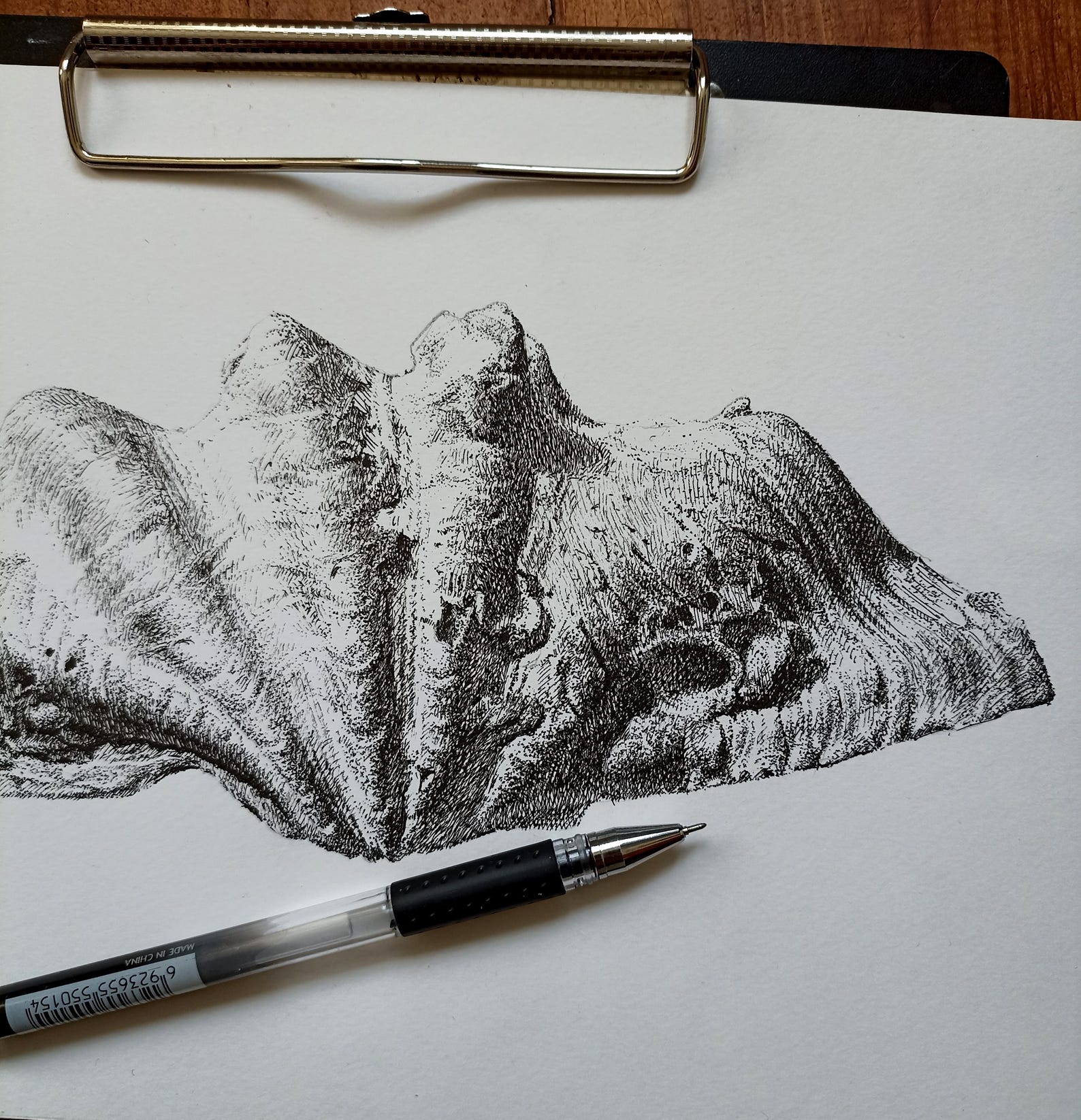 Hand Drawn Ink Sea Shell Illustration. Detailed Nautical Artwork on ...