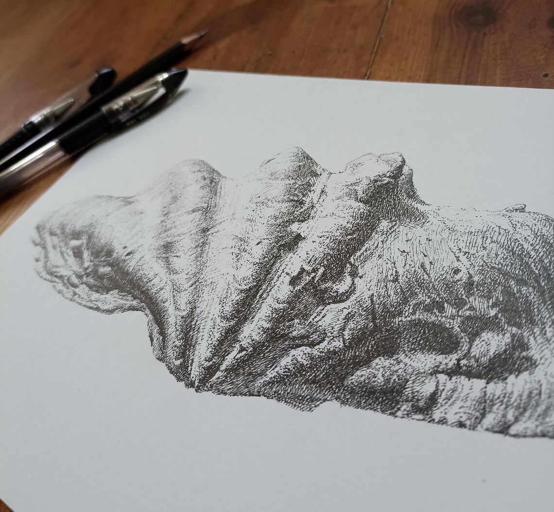 Hand Drawn Ink Sea Shell Illustration. Detailed Nautical Artwork on ...