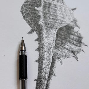 Hand Drawn Ink Sea Shell Illustration. Detailed Nautical Artwork on ...