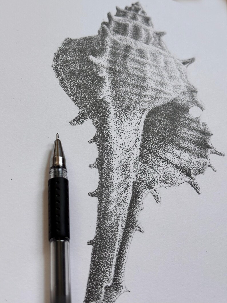 Hand Drawn Ink Sea Shell Illustration. Detailed Nautical Artwork on ...