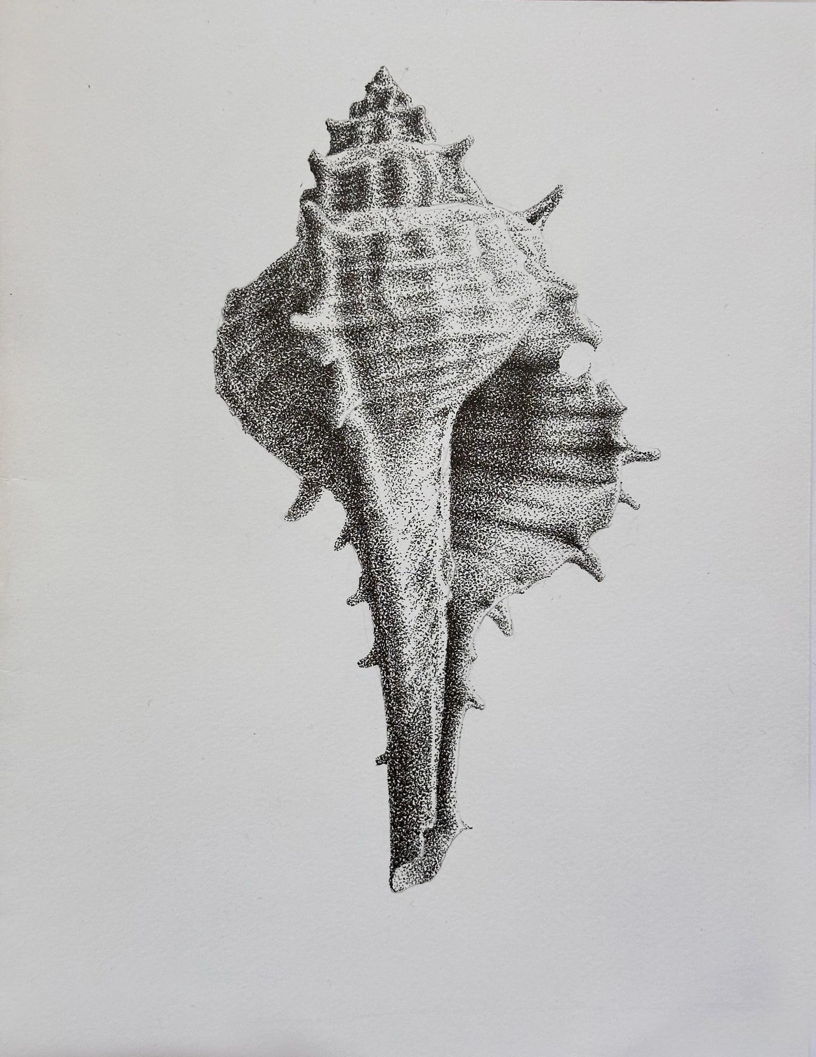 Hand Drawn Ink Sea Shell Illustration. Detailed Nautical Artwork on ...