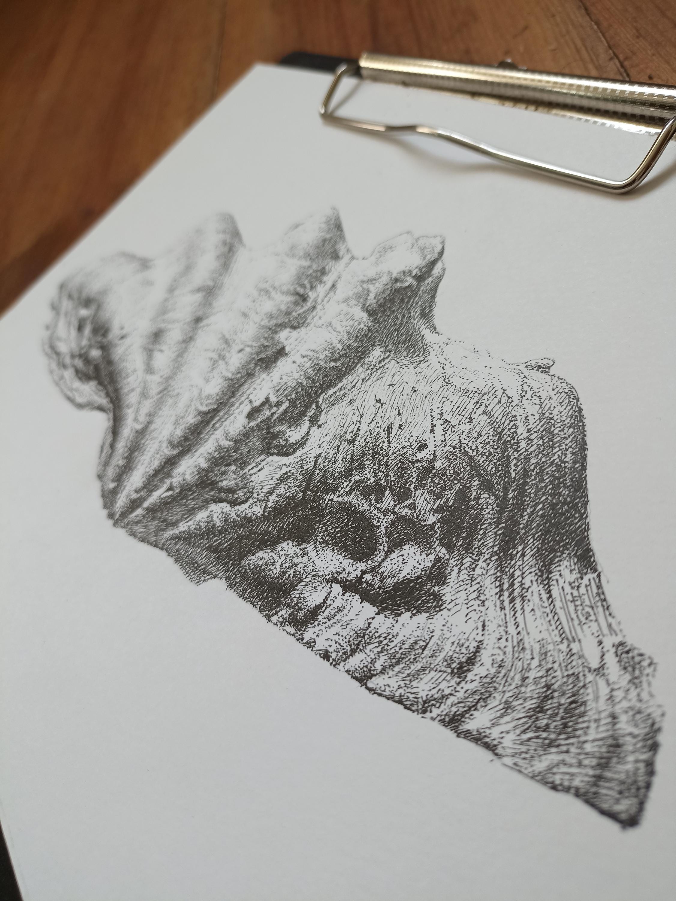 Hand Drawn Ink Sea Shell Illustration. Detailed Nautical Artwork on ...