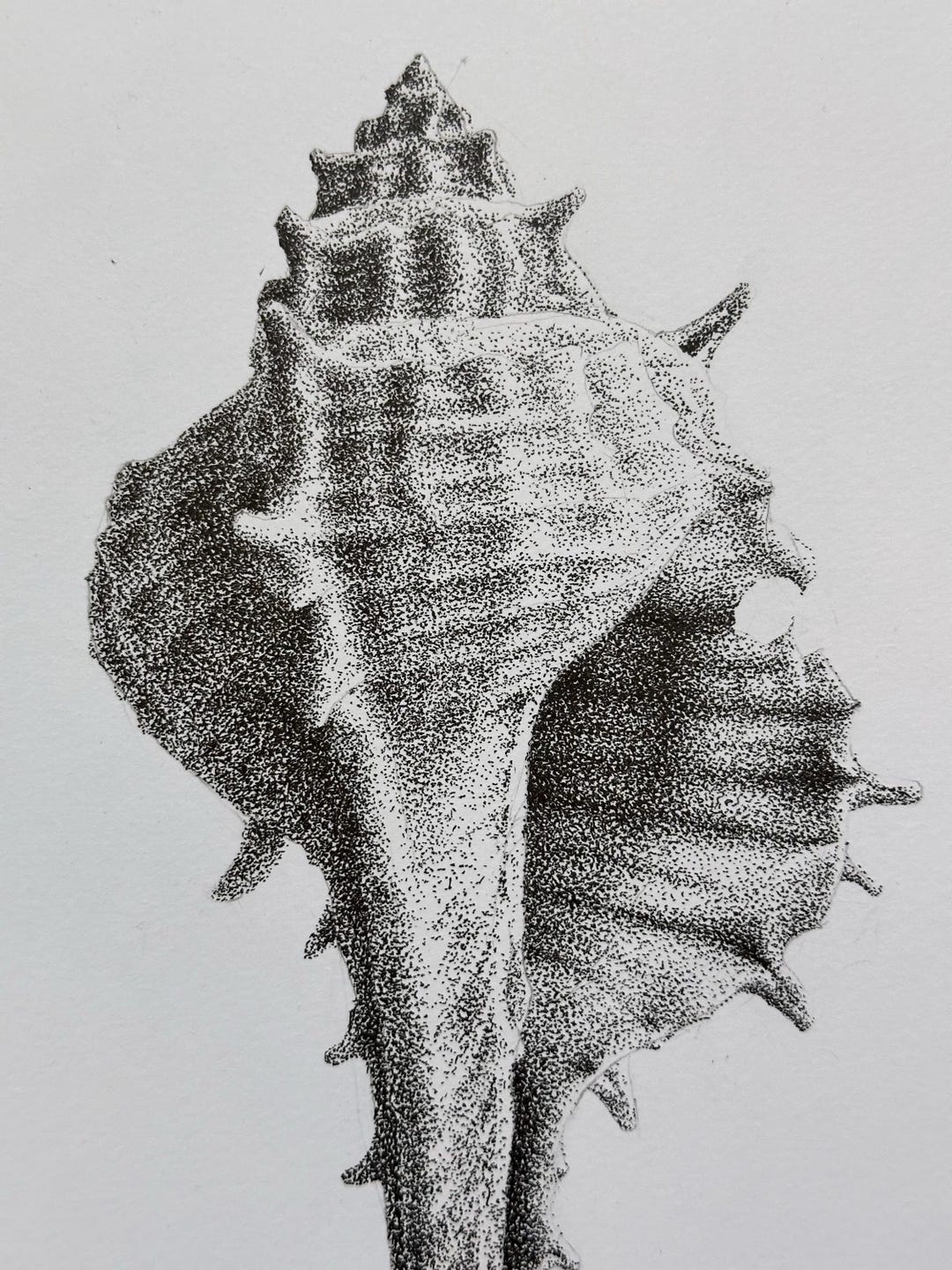Hand Drawn Ink Sea Shell Illustration. Detailed Nautical Artwork on ...