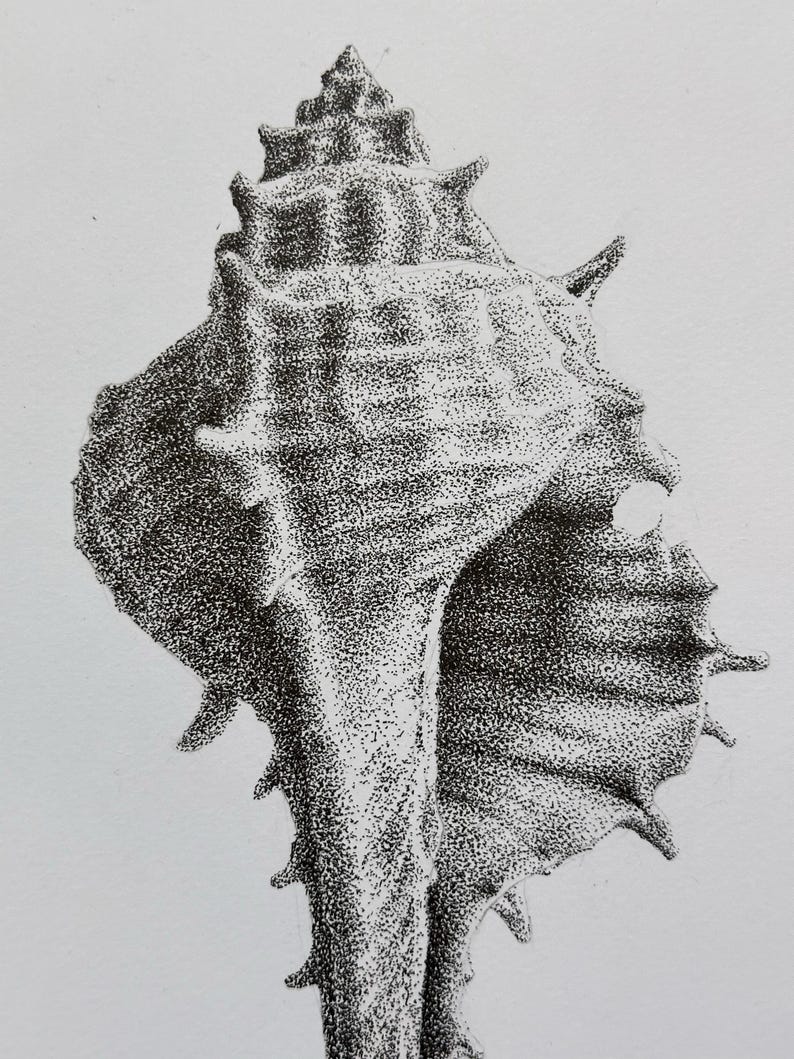 Hand Drawn Ink Sea Shell Illustration. Detailed Nautical Artwork on ...