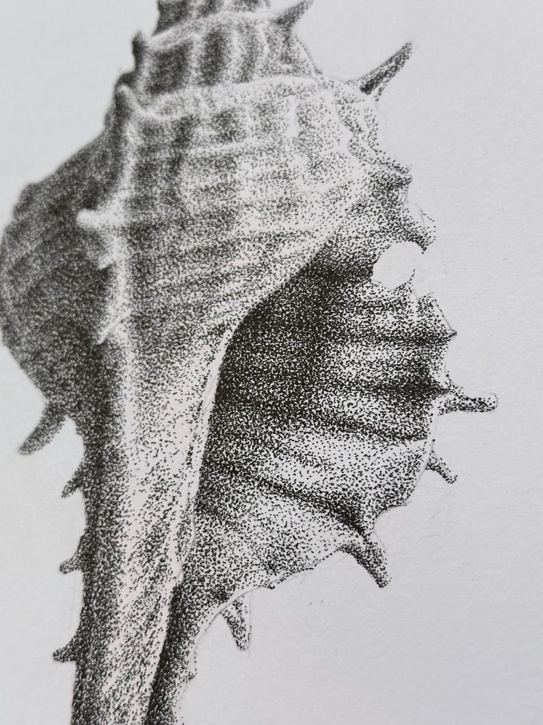 Hand Drawn Ink Sea Shell Illustration. Detailed Nautical Artwork on ...