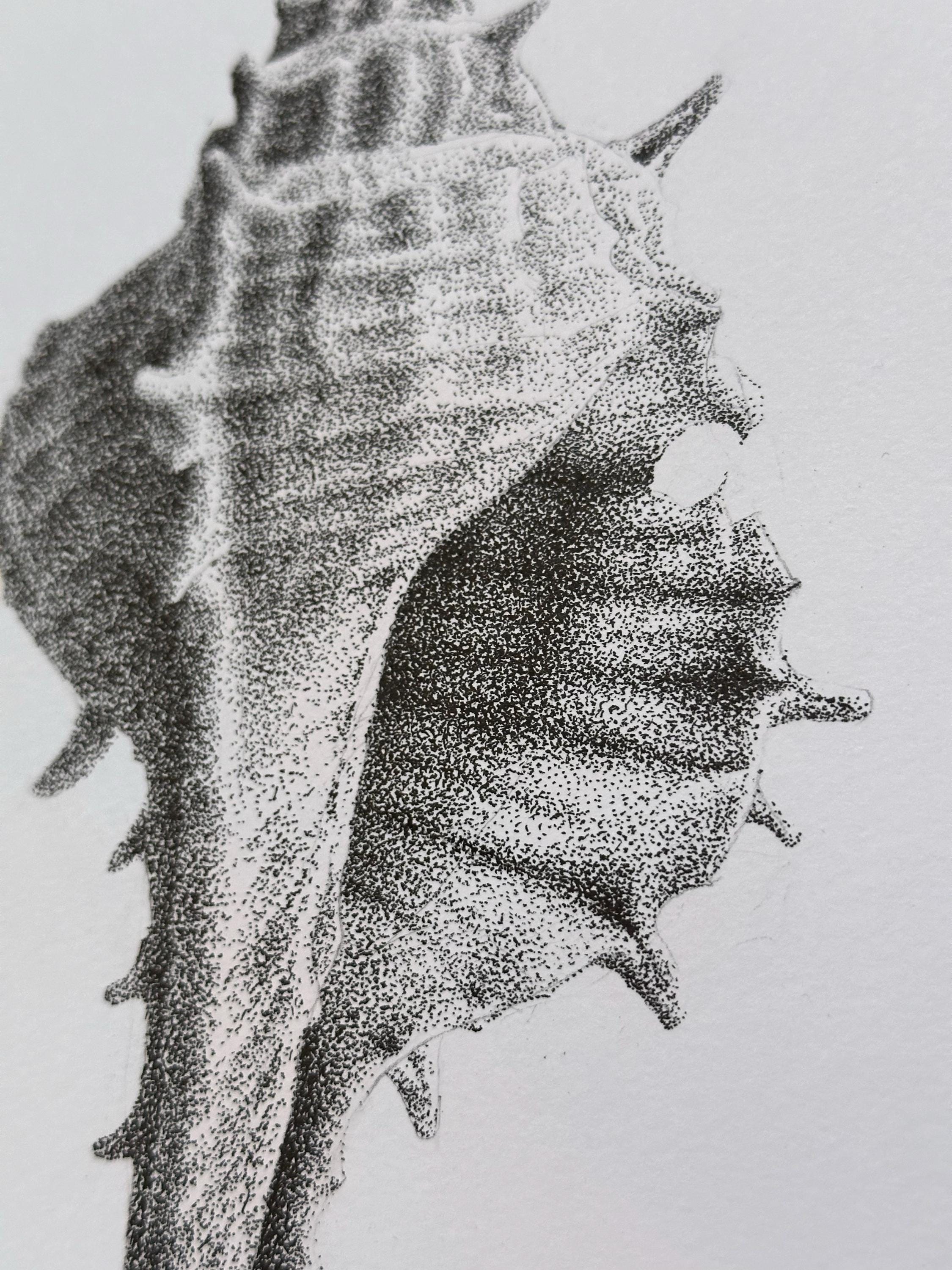 Hand Drawn Ink Sea Shell Illustration. Detailed Nautical Artwork on ...