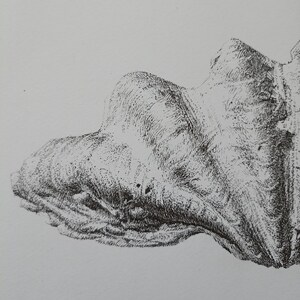 Hand Drawn Ink Sea Shell Illustration. Detailed Nautical Artwork on ...