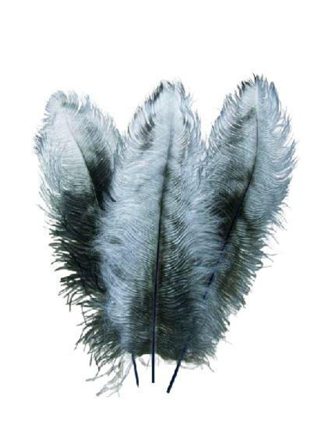 Grey Feathers Digital Art Print - Etsy