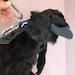 ESSA Raven Crow Emotional Support Stuffed Animal Plush Personalized ...
