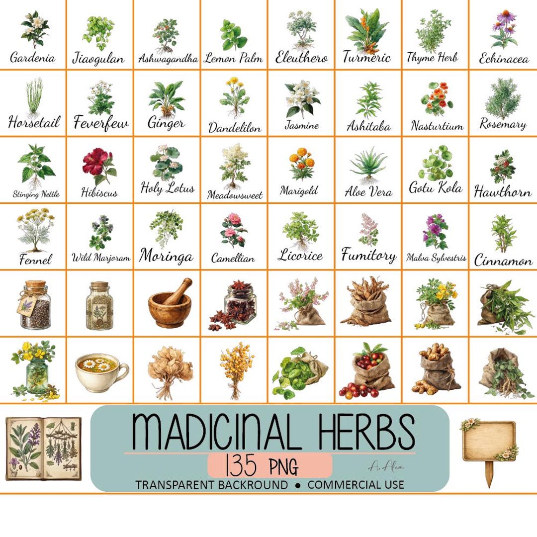 Medicinal Herbs Clipart Bundle, Herbal Plants PNG, Dried Herb Bundles ...