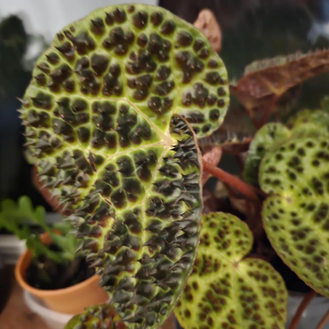 Begonia Ferox Troll Plant Begonia Leaf Cutting Live Houseplant X1 - Etsy UK