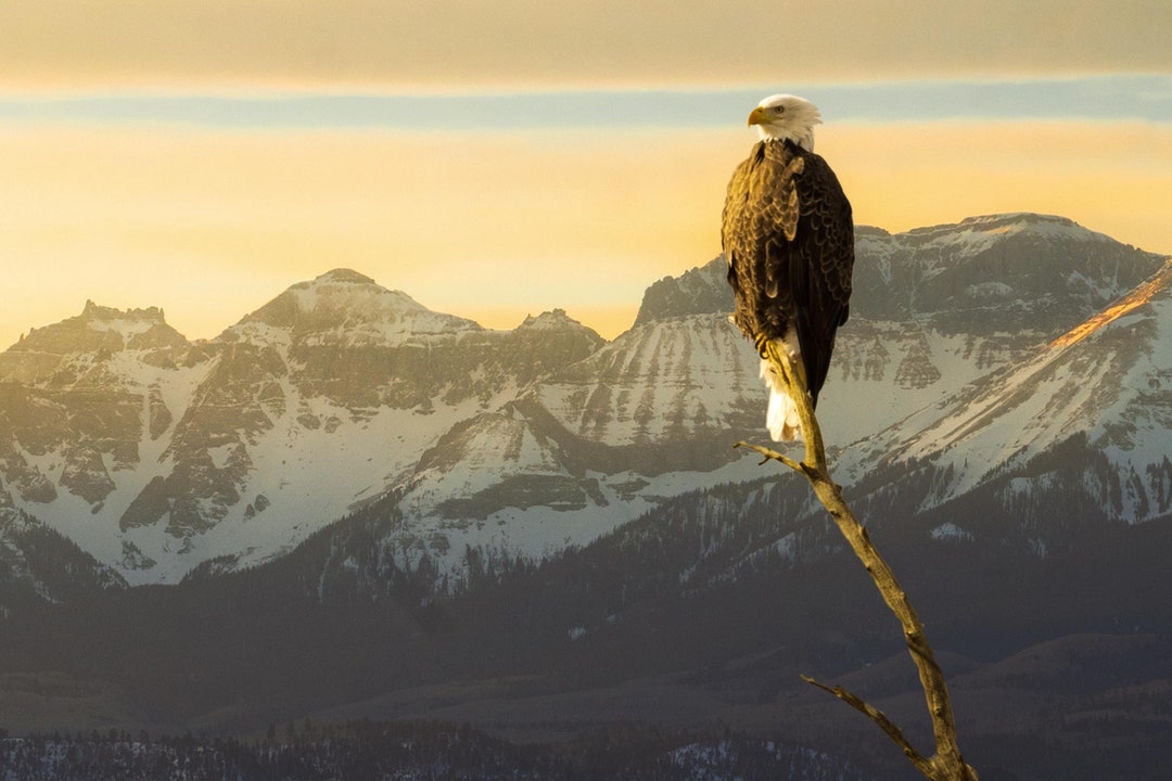 Confidently Majestic Symbol of Freedom, Eagle, San Juan Mountains, Colorado, Ouray County, Power ...