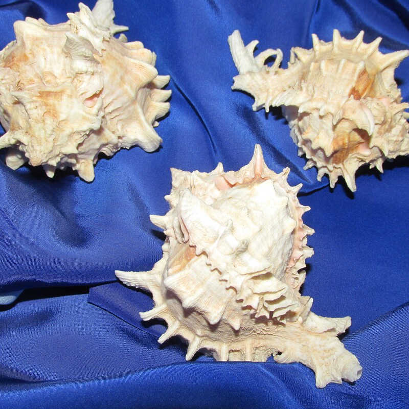 Murex Shell - Etsy