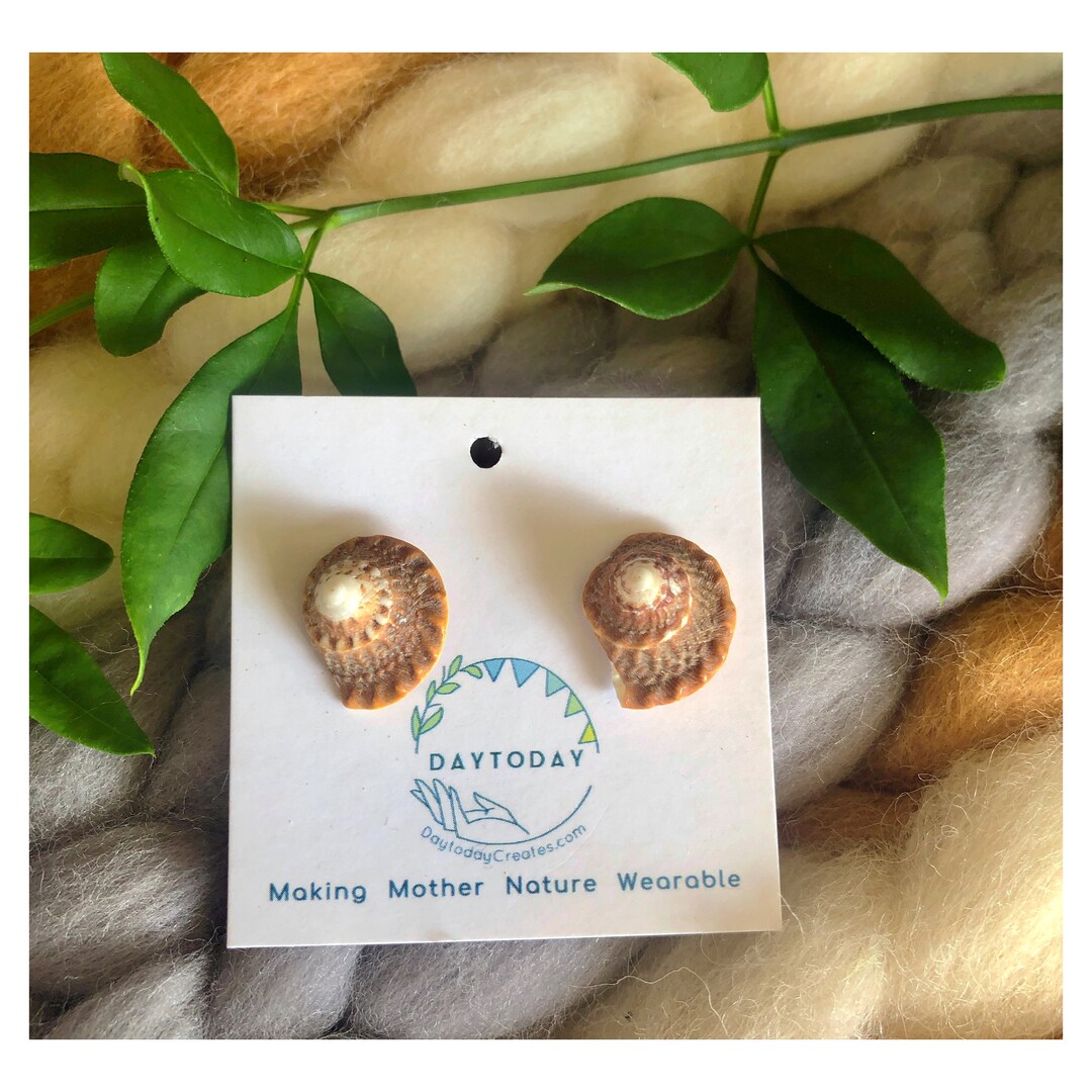 Sea Shell Stud Earrings -turban Snail Shells - California Coast ...