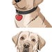 Cute Anime Labrador Retriever PNG | Adorable Golden Dog Cartoon SVG ...