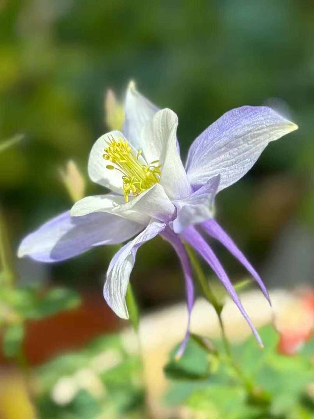 Columbine Mix Seeds – Heirloom Flower, European | 50 Seeds |perennial ...