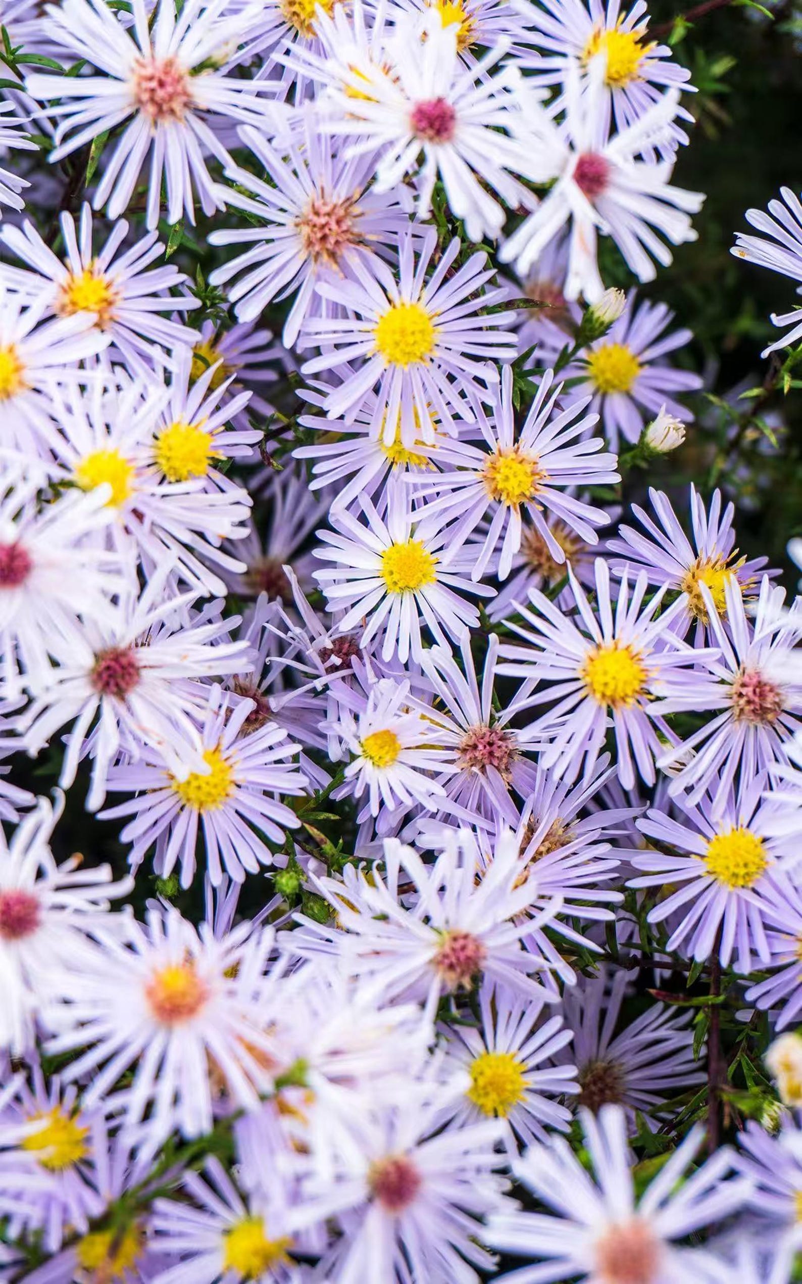 Aster Seeds, Fresh 50 Seeds, Purple Aster, Perennial, Authentic Seeds ...