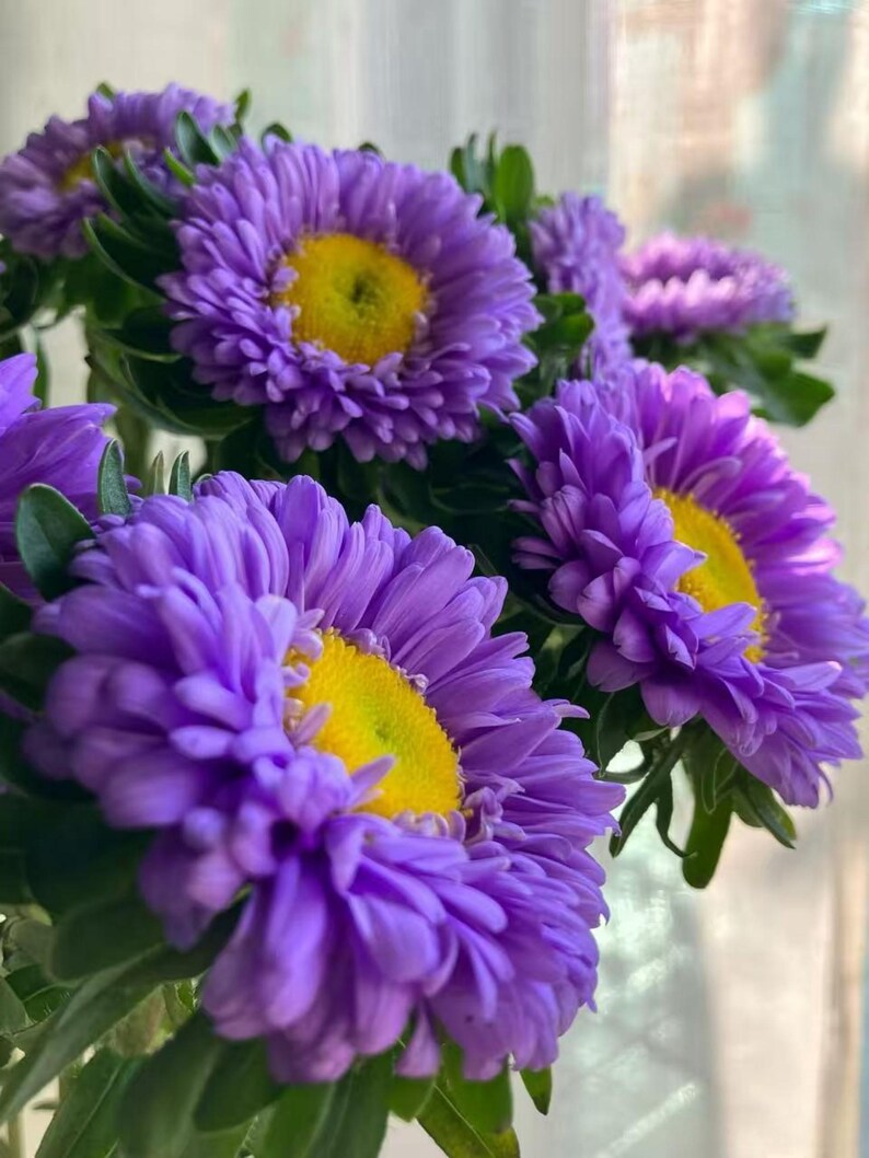 Twilight Mix Aster, Pompon Flower Seeds - Heirloom Seeds, China Aster ...