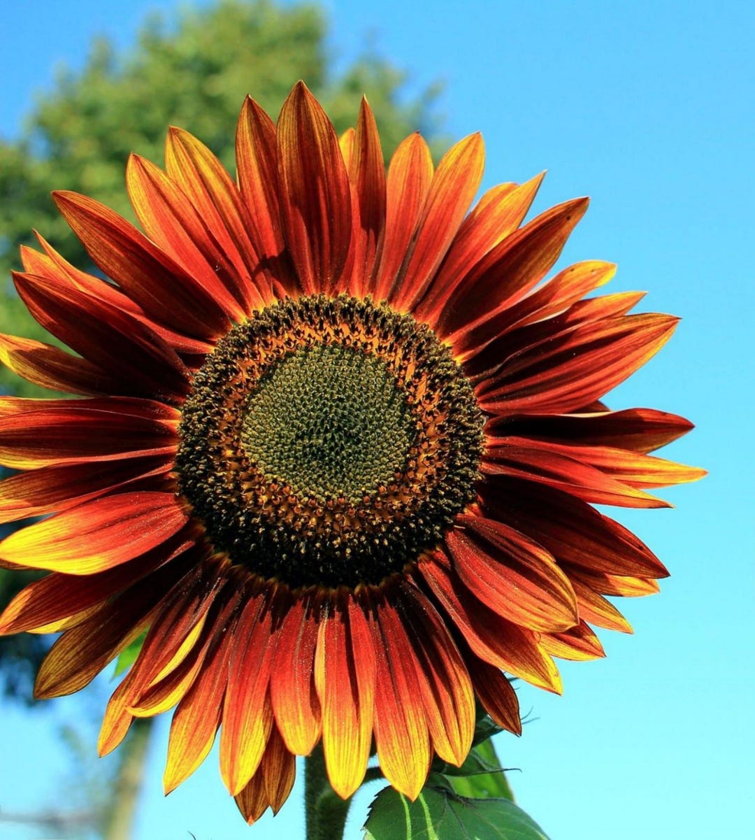 Midnight Rouge Sunflower Seeds , Deep Burgundy Red Sunflowers， Flower ...