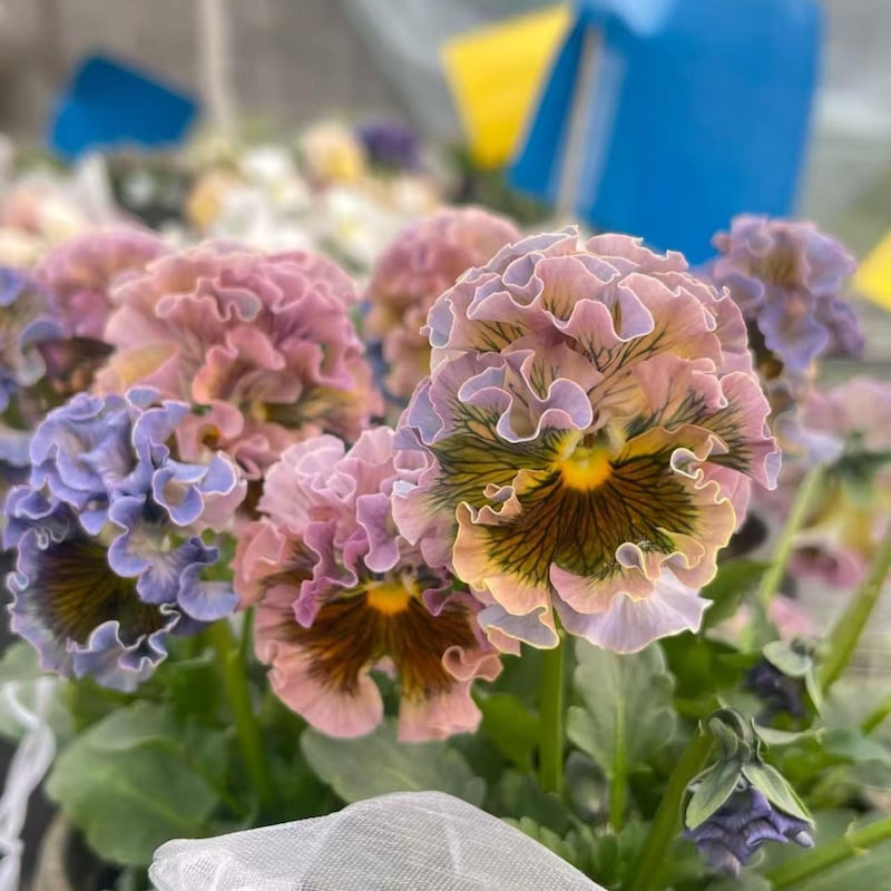 Viola Plants for Winter - Etsy