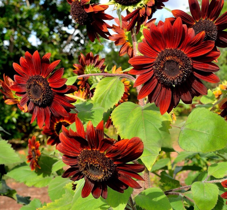 Midnight Rouge Sunflower Seeds , Deep Burgundy Red Sunflowers， Flower ...