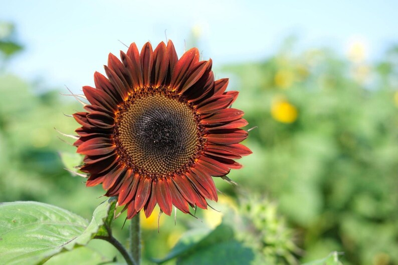 Midnight Rouge Sunflower Seeds , Deep Burgundy Red Sunflowers， Flower ...