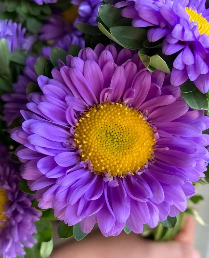 Twilight Mix Aster, Pompon Flower Seeds - Heirloom Seeds, China Aster ...
