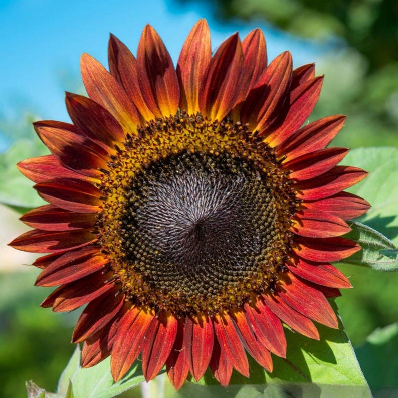 Midnight Rouge Sunflower Seeds , Deep Burgundy Red Sunflowers， Flower ...