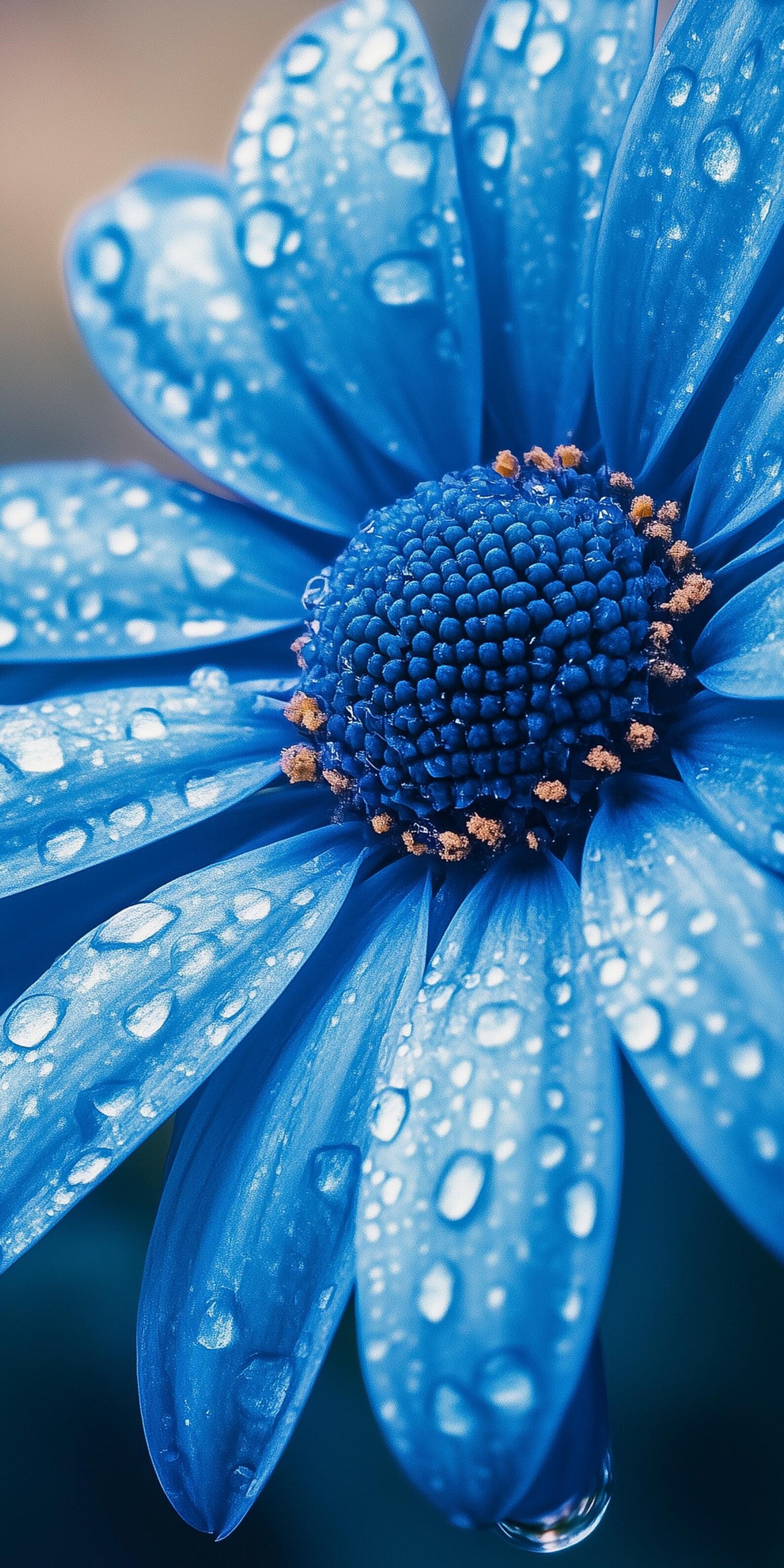 Blue Flower Animated Wallpaper - Etsy