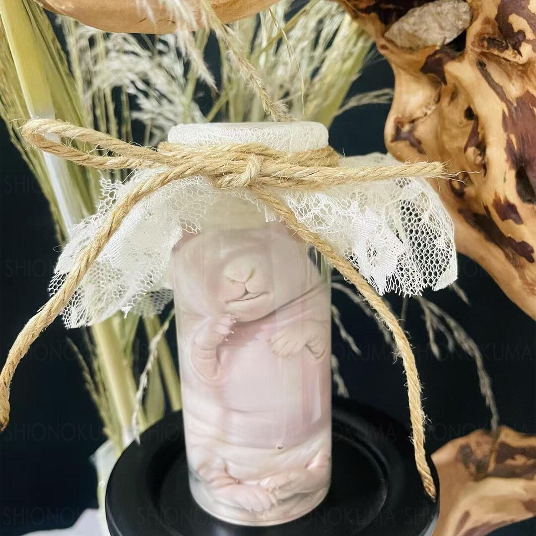 Baby Cute Rabbit Wet Specimen, Glass Wet Specimen, Art Oddity ...